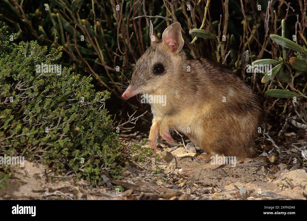Western barred bandicoot (Perameles bougainville), Shark Bay UNESCO ...