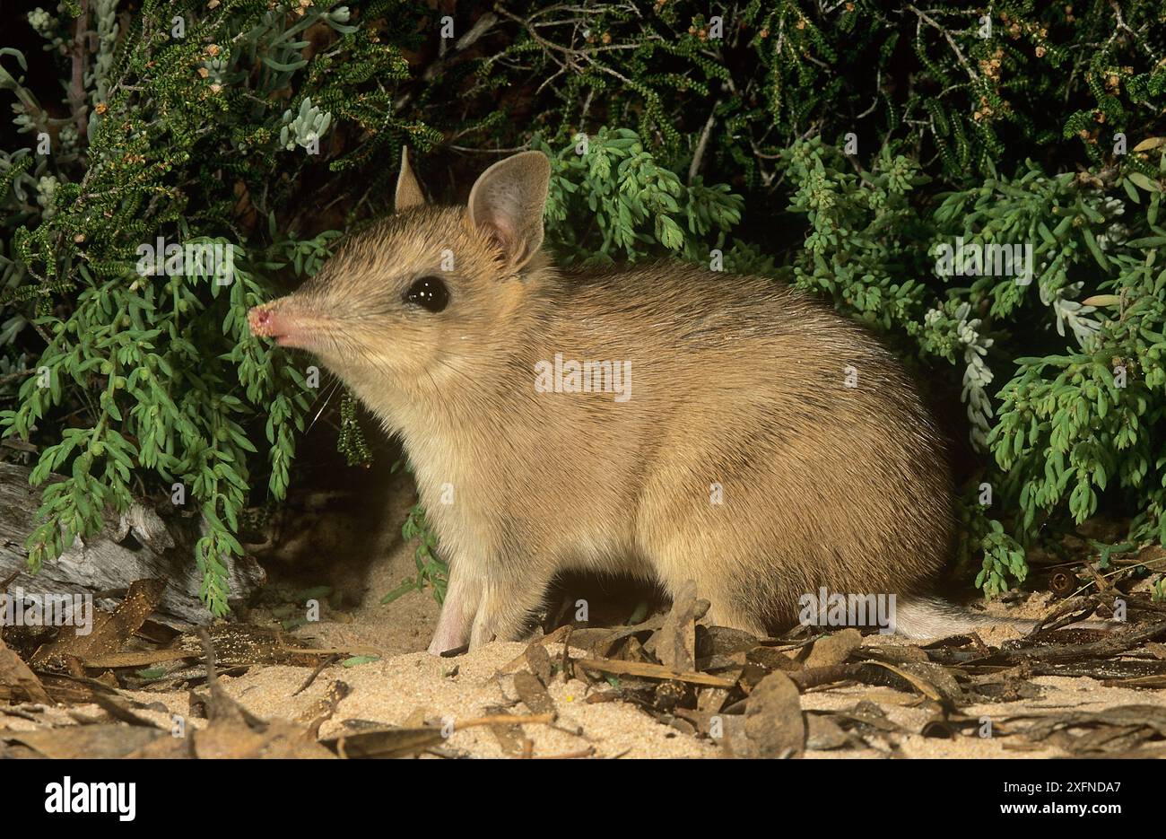 Western Barred Bandicoot (Perameles bougainville), Shark Bay UNESCO ...