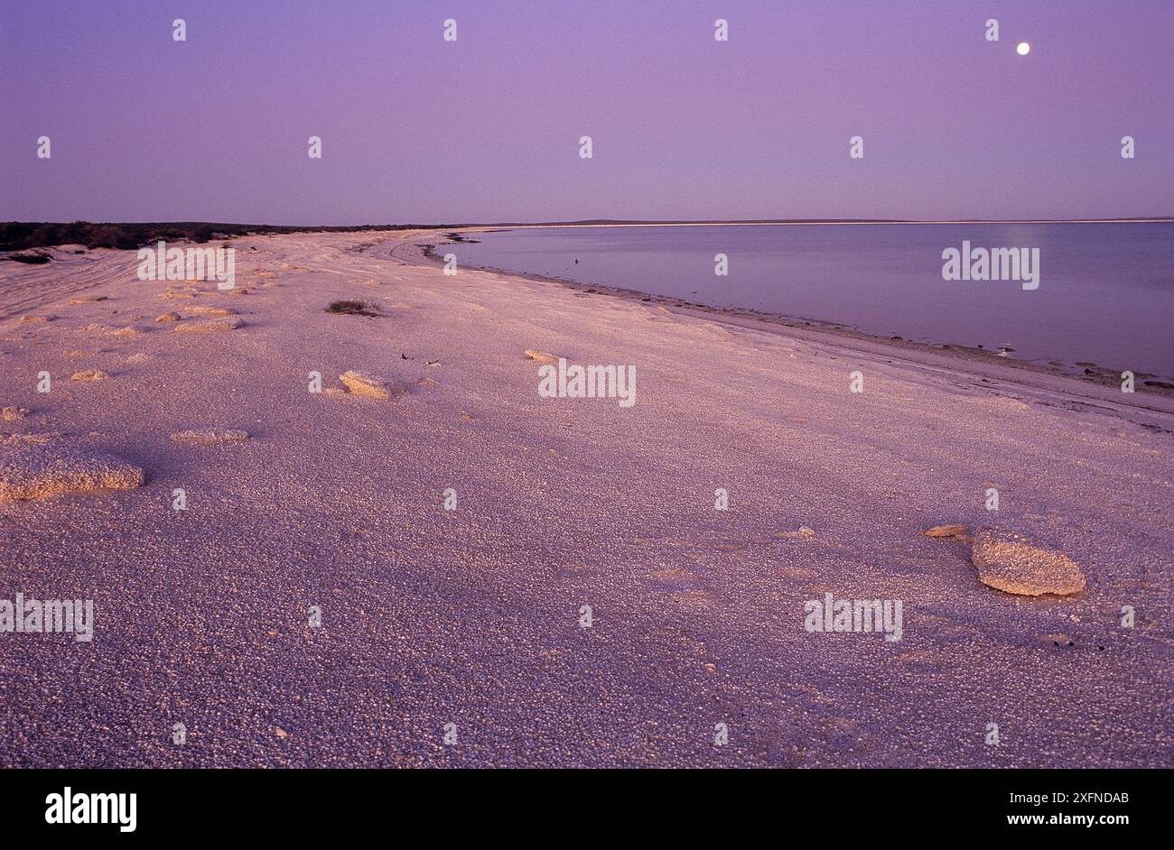 Shell Beach, Shark Bay UNESCO Natural World Heritage Site, Western ...