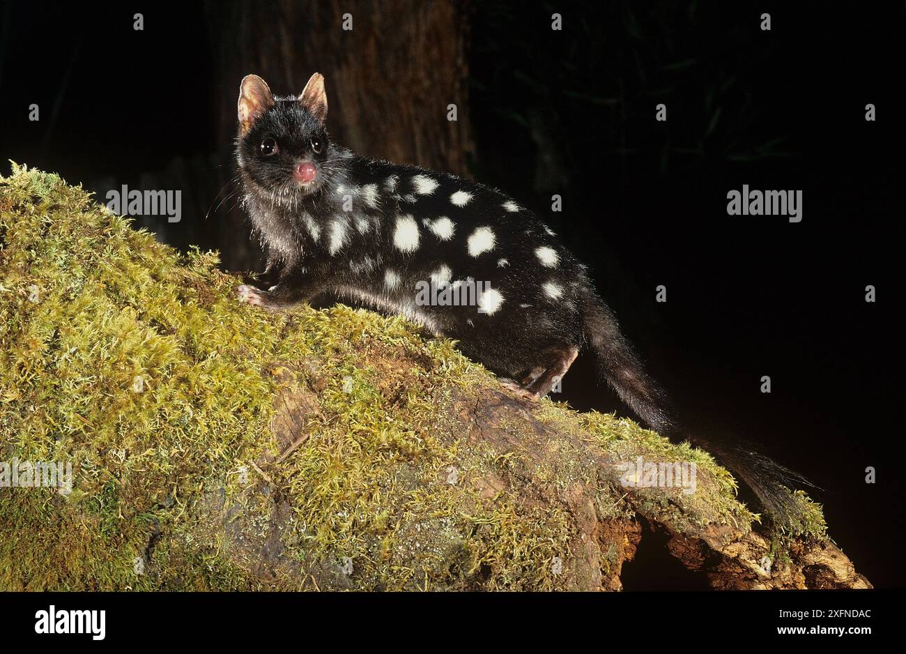 Eastern quoll (Dasyurus viverinus) at night, Mount Field National Park ...