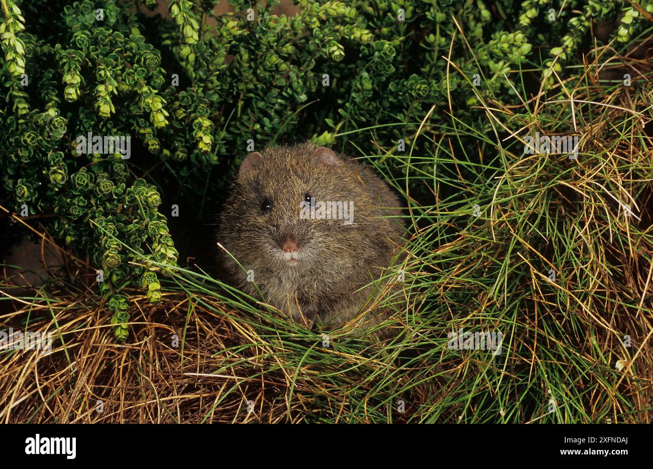 Wombeyensis hi-res stock photography and images - Alamy