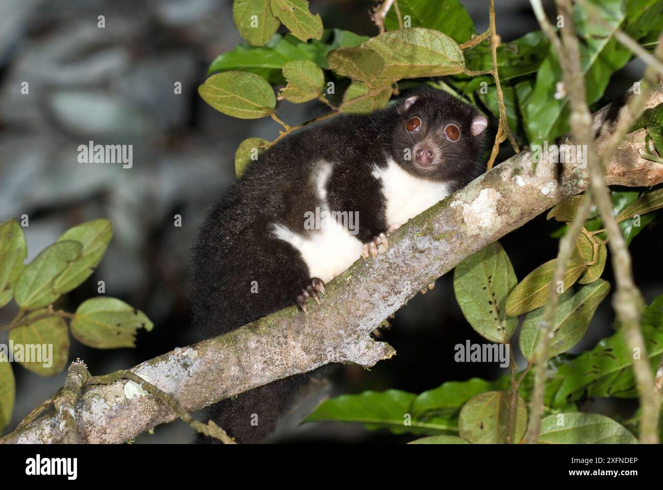 Herbert River ringtail possum (Pseudochirulus herbertensis) at night ...