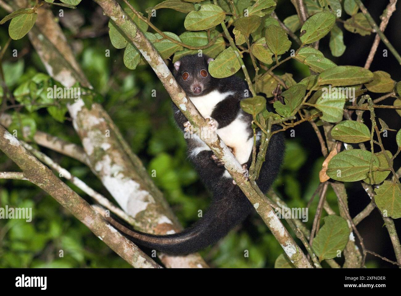 Herbert River ringtail possum (Pseudochirulus herbertensis) at night ...