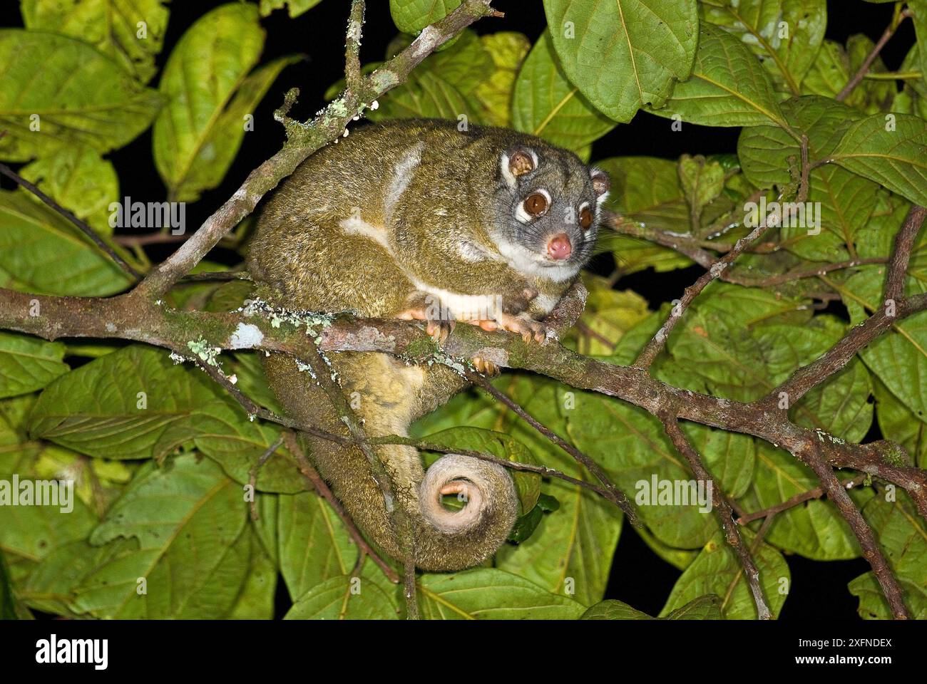 Green ringtail possum (Pseudochirops archeri), Palmerston National Park ...