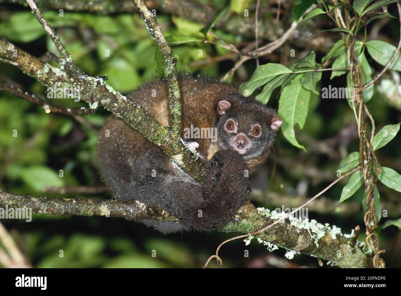Lemuroid ringtail possum (Hemibelideus lemuroides), Palmerston National ...