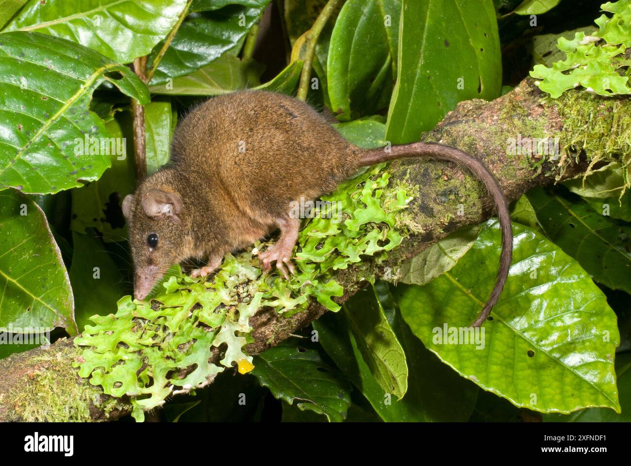 Rusty antechinus (Antechinus adustus), Lake Eachem, Crater Lakes ...