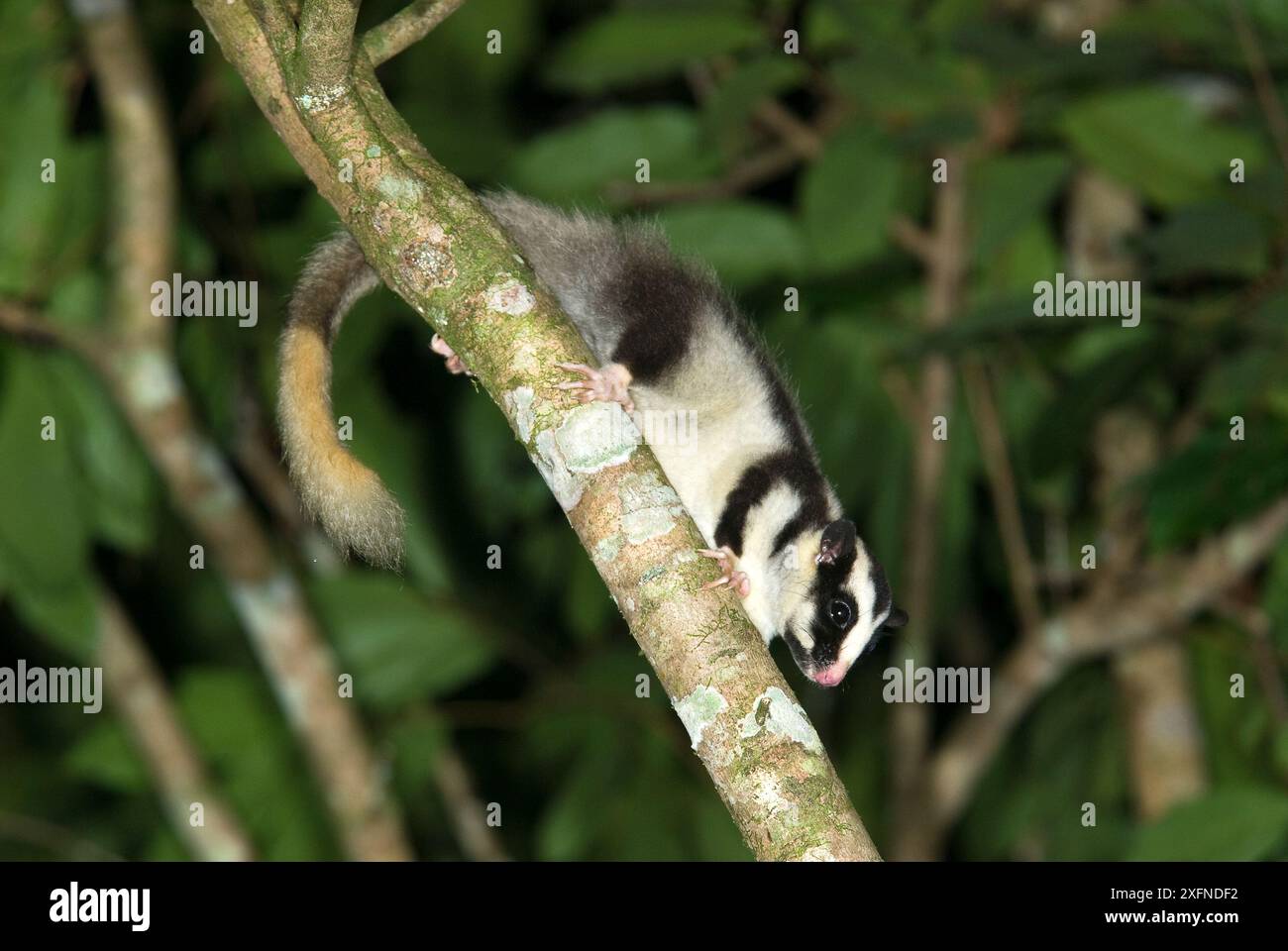 Striped possum (Dactylopsila trivirgata) at night, Cape Tribulation ...