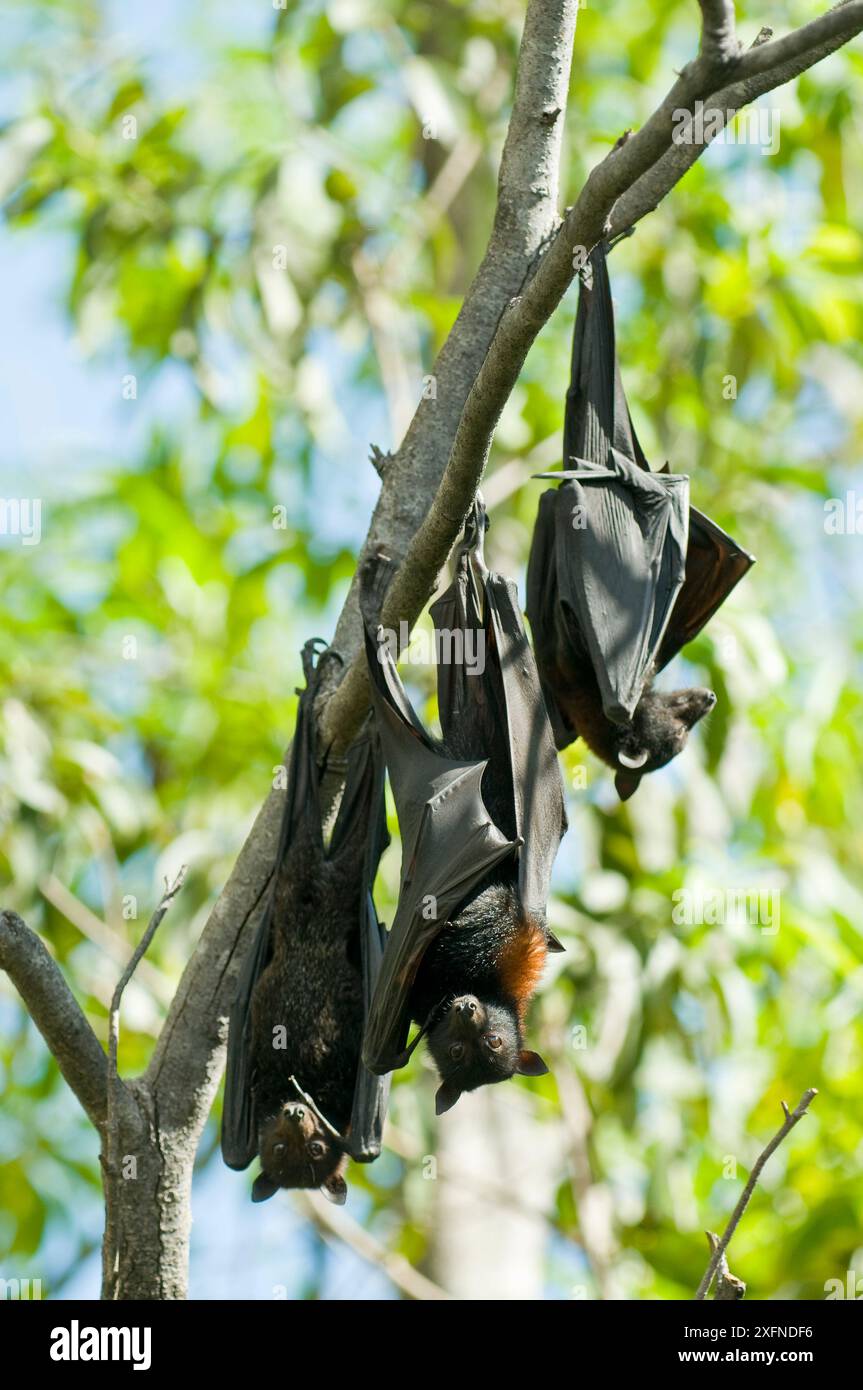Black fruit bat (Pteropus alecto) colony at rest, Daintree River ...