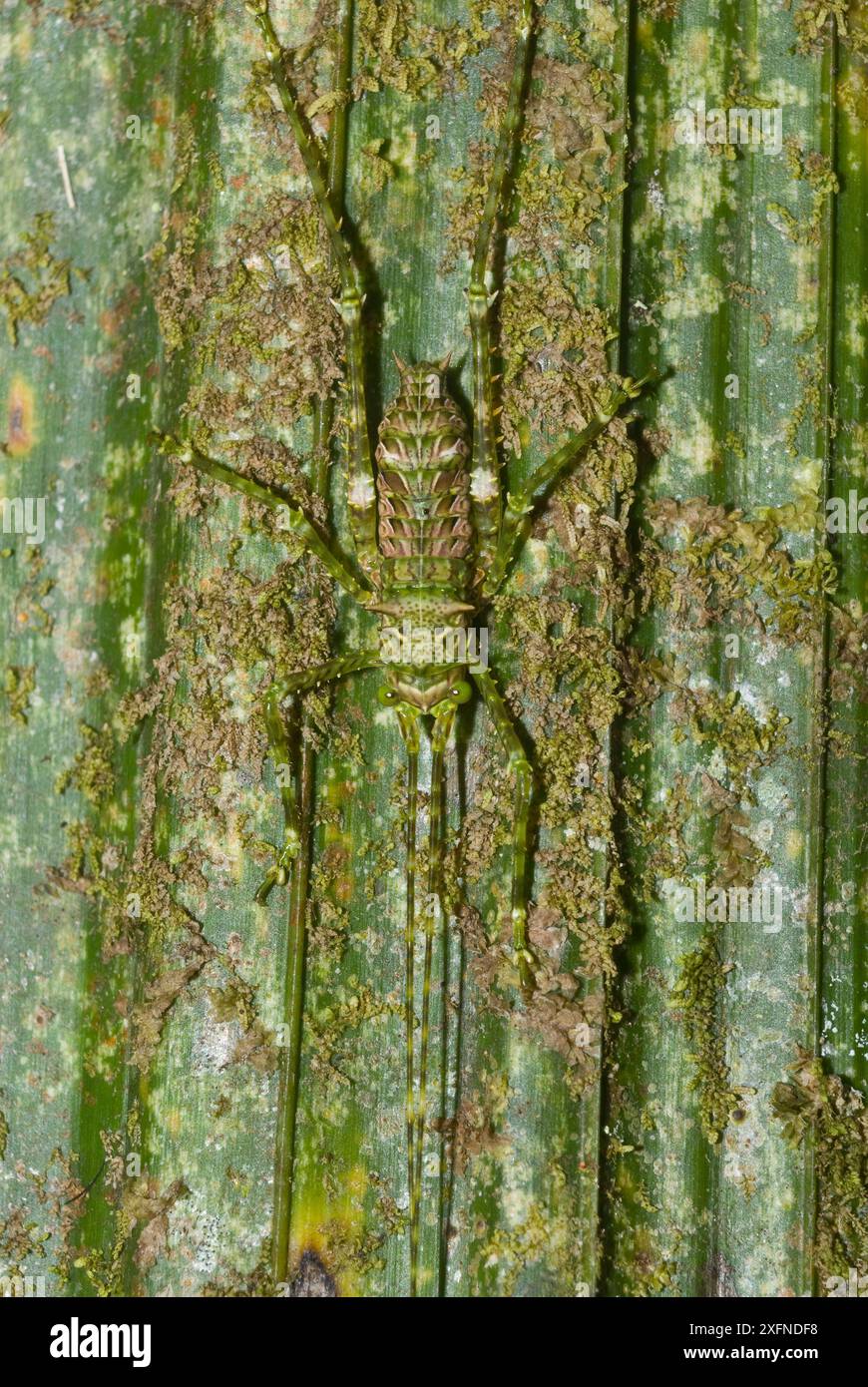 Giant spiny rainforest katydid (Phricta spinosa) camouflaged ...