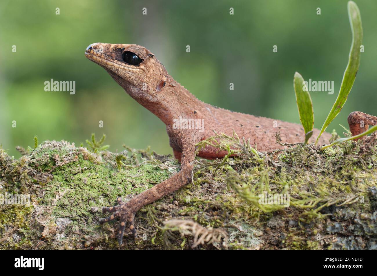 Carphodactylus laevis hi-res stock photography and images - Alamy