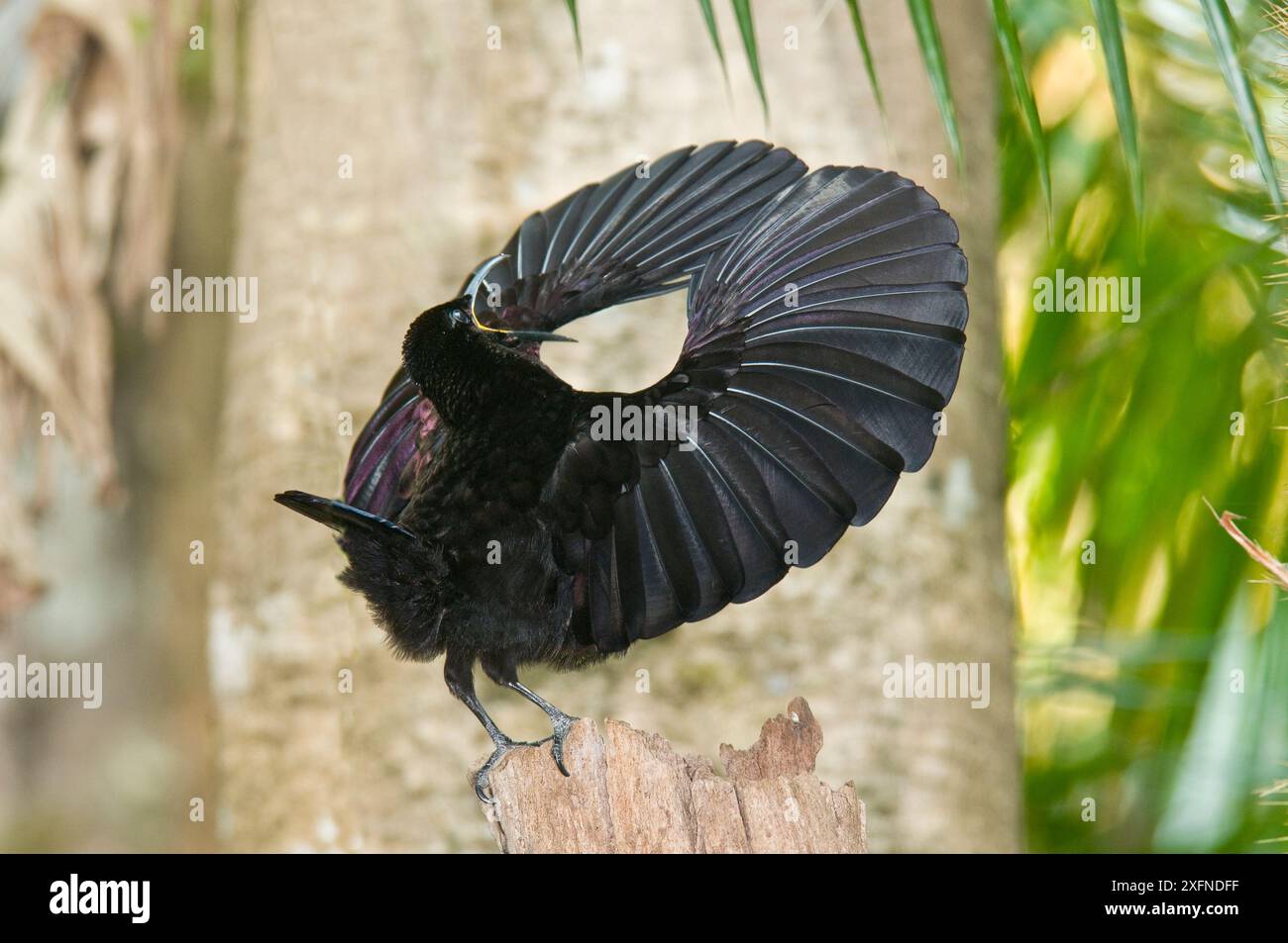 Victoria's riflebird (Ptiloris victoriae) male displaying, Wooroonooran ...