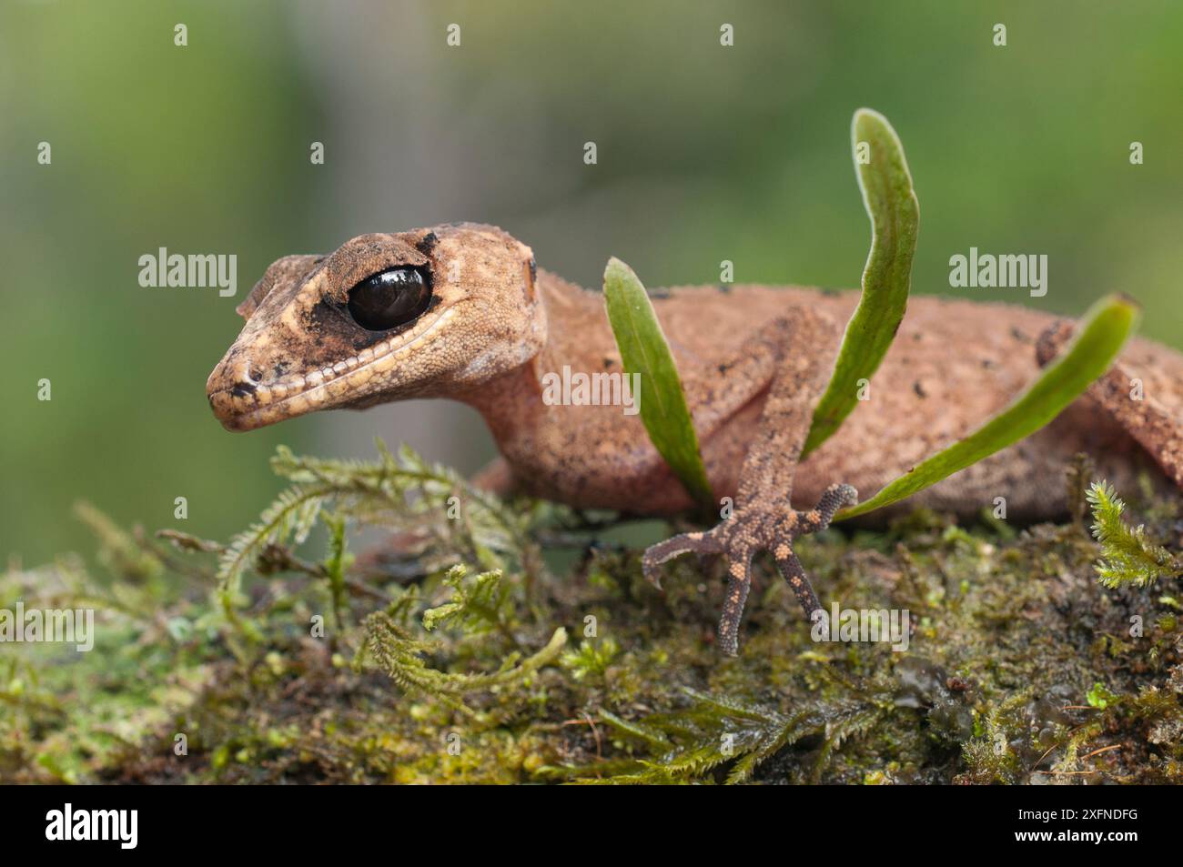 Chameleon gecko (Carphodactylus laevis), Lake Barrine, Crater Lakes ...
