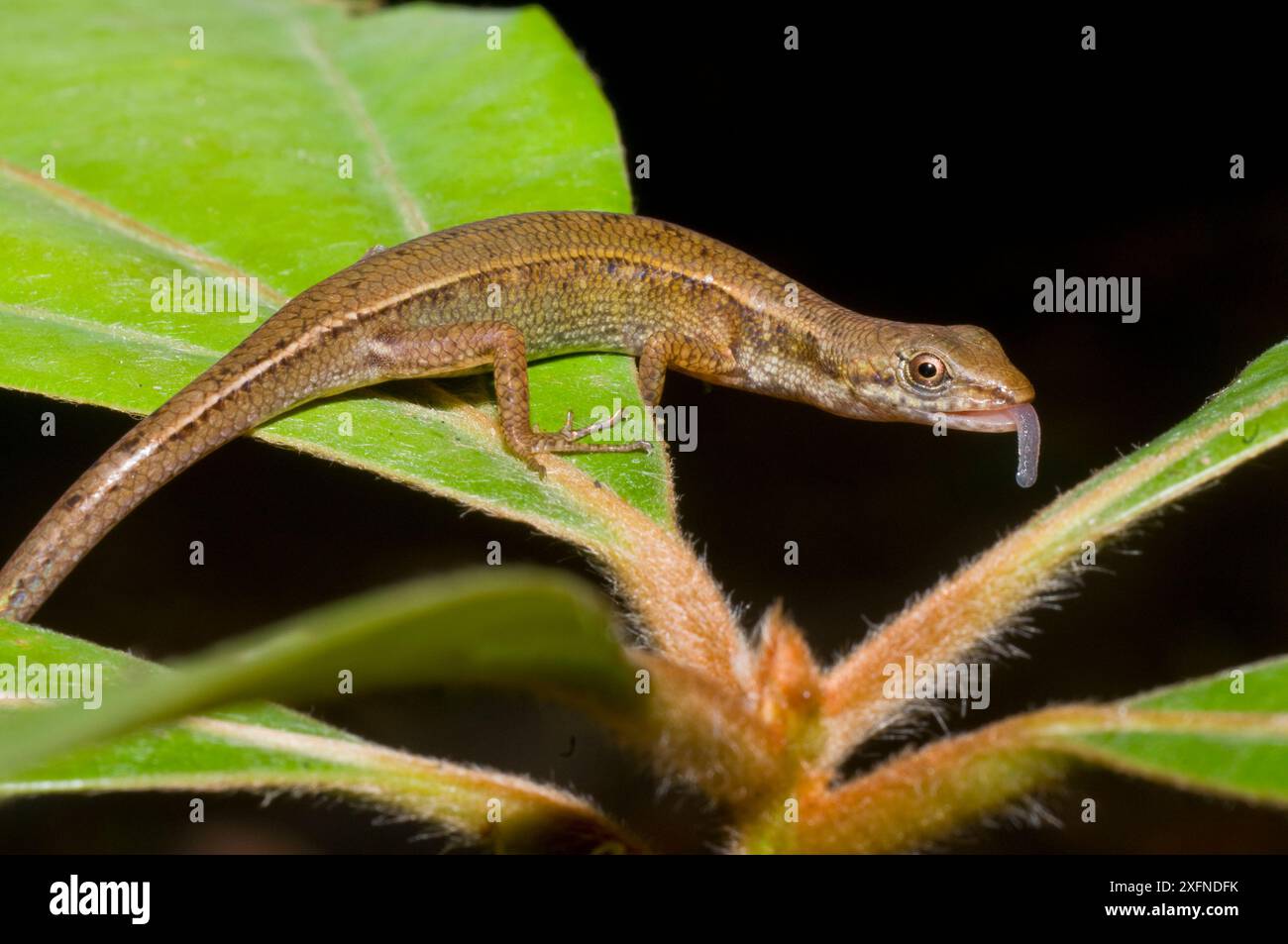 Basilisk shadeskink (Saproscincus basilicus), Lake Barrine, Crater ...