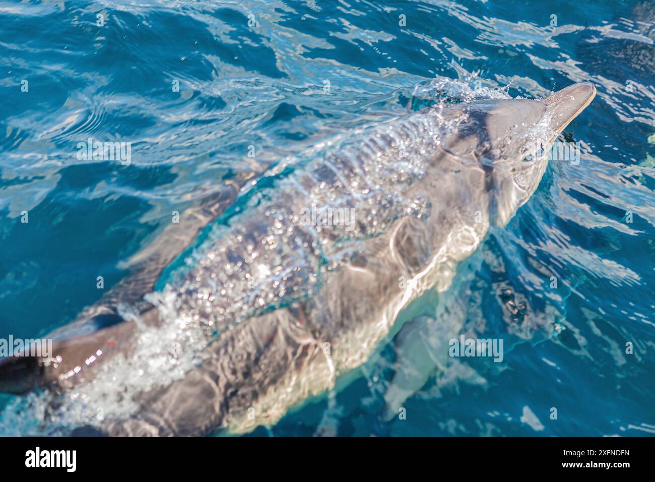 Common dolphin (Delphinus delphis) swimming next to a yacht in Mounts ...