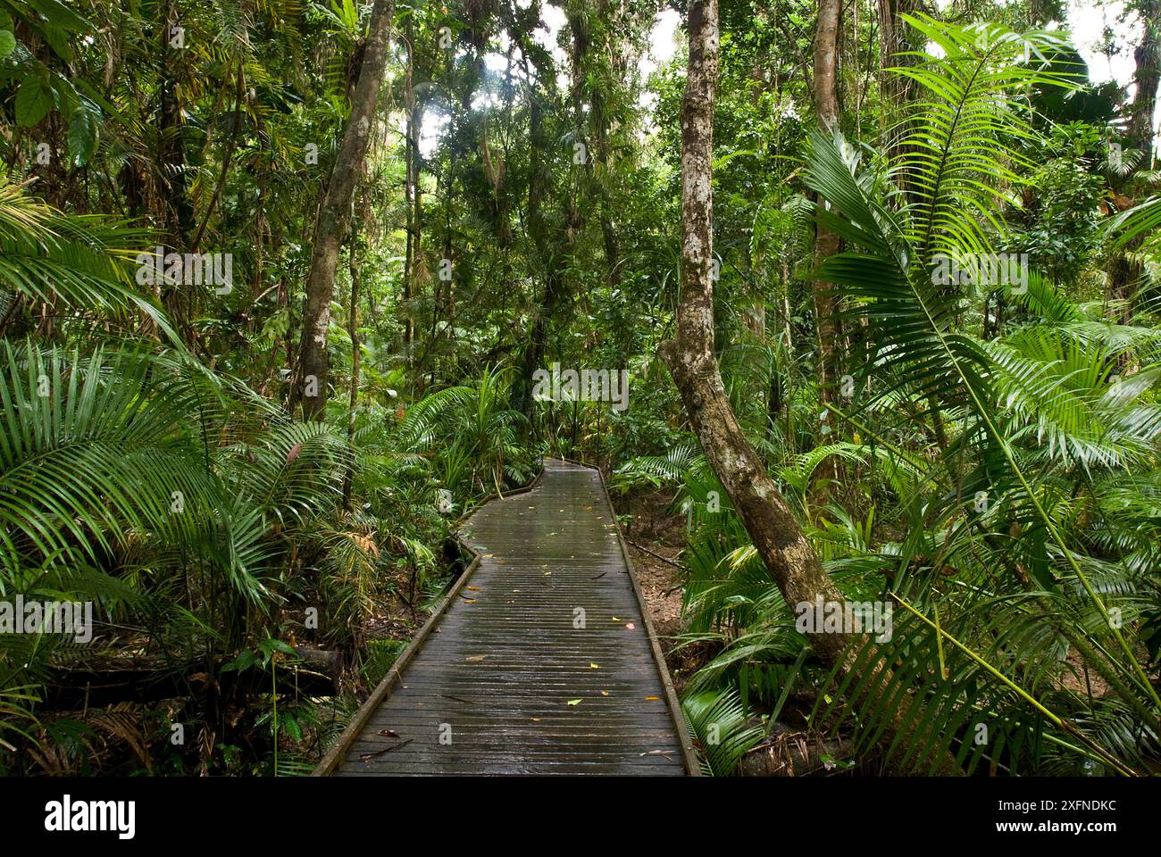 Board walk through tropical rainforest, Daintree National Park, Wet ...
