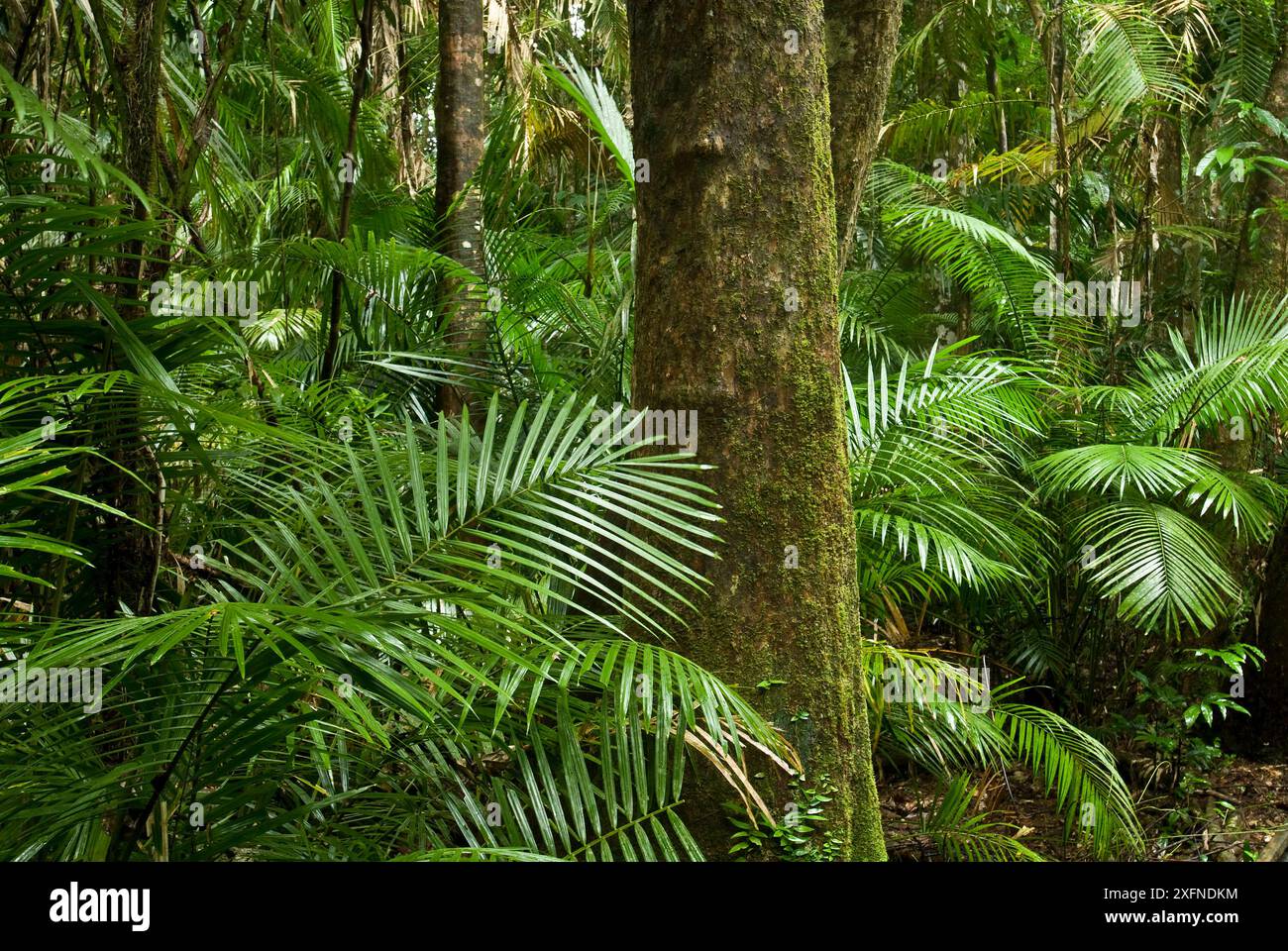 Tropical Rainforest, Daintree National Park, Wet Tropics of Queensland ...