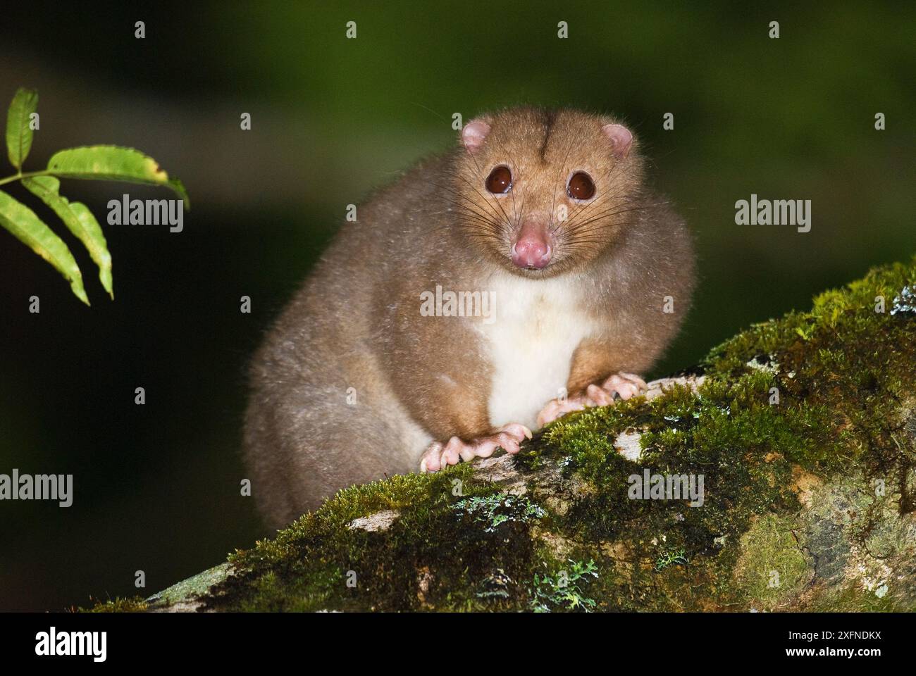Daintree river ringtail possum (Pseudochirulus cinereus) at night ...