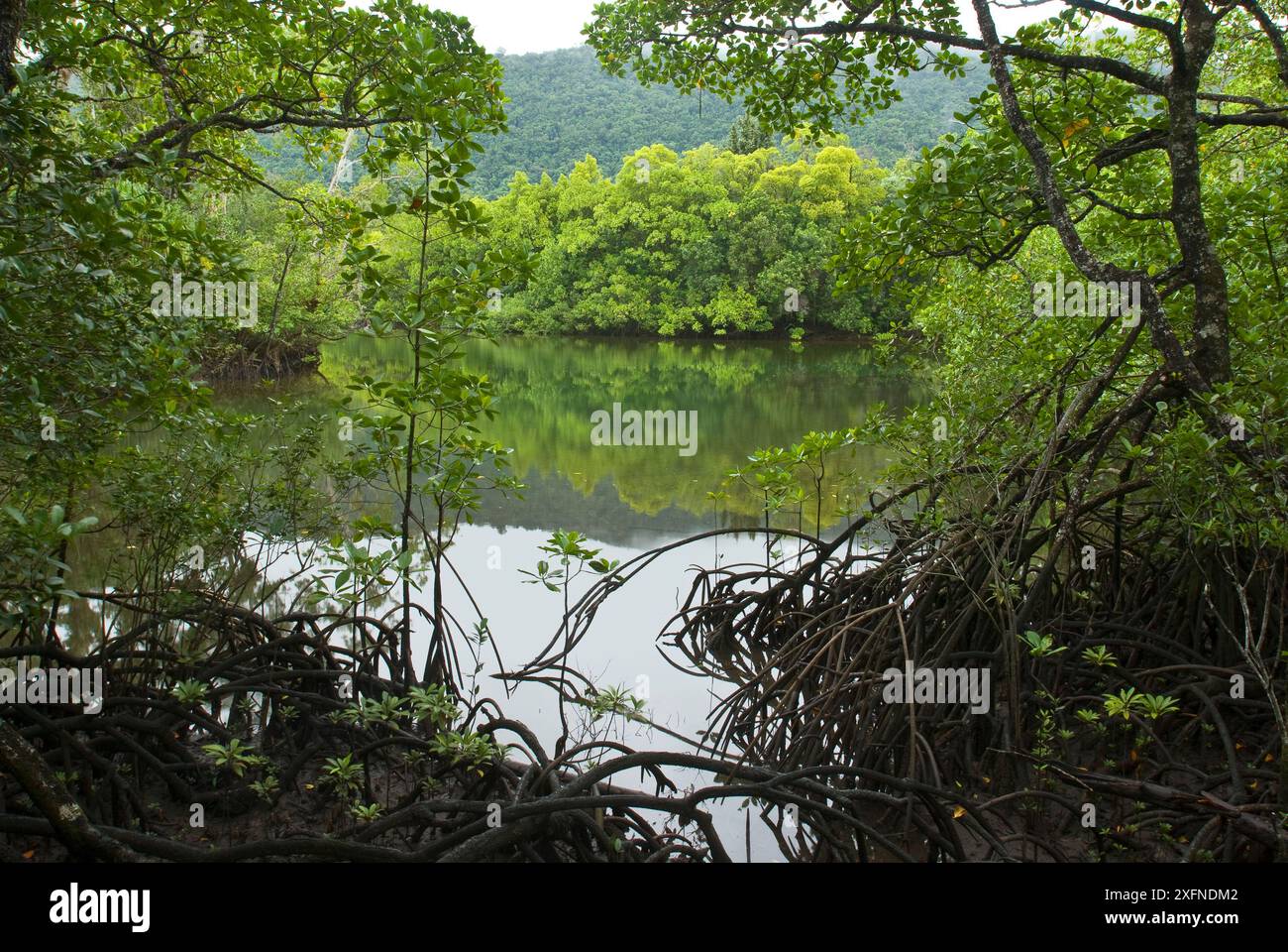 Daintree River with tropical rainforest, Daintree National Park, Wet ...