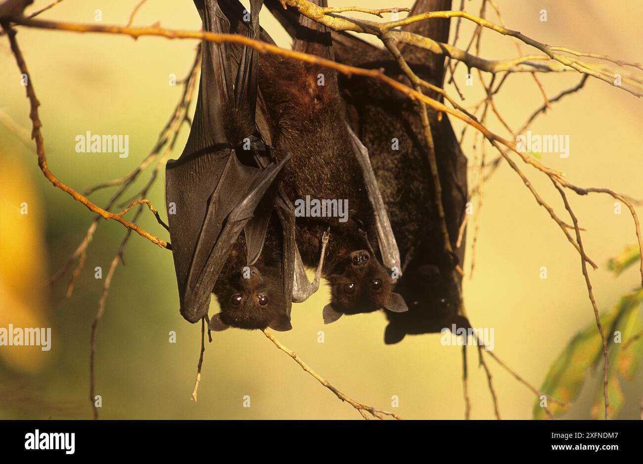 Little red flying fox (Pteropus scapulatus) colony at rest., Herbert ...