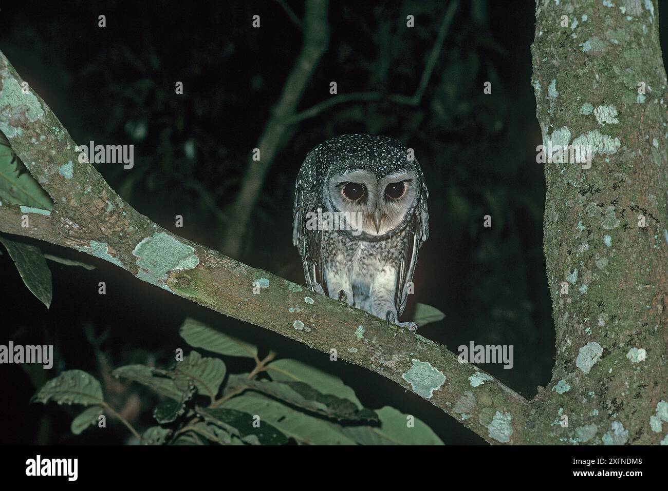 Lesser sooty owl (Tyto multipunctata) at night, Dagmar Range section ...