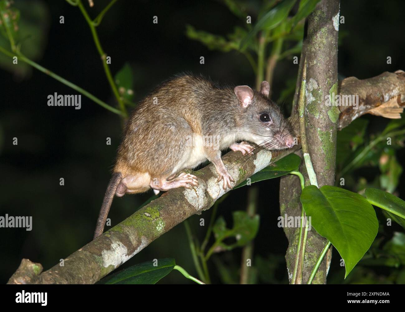 Giant white tailed rat (Uromys caudimaculatus) at night, Herbert River ...
