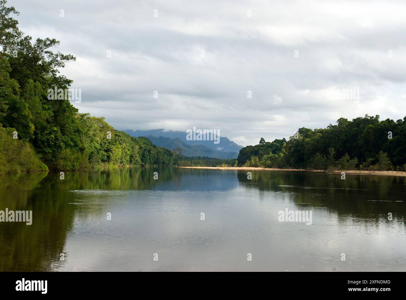 Herbert River fringed by tropical rainforest, Girringun National Park ...