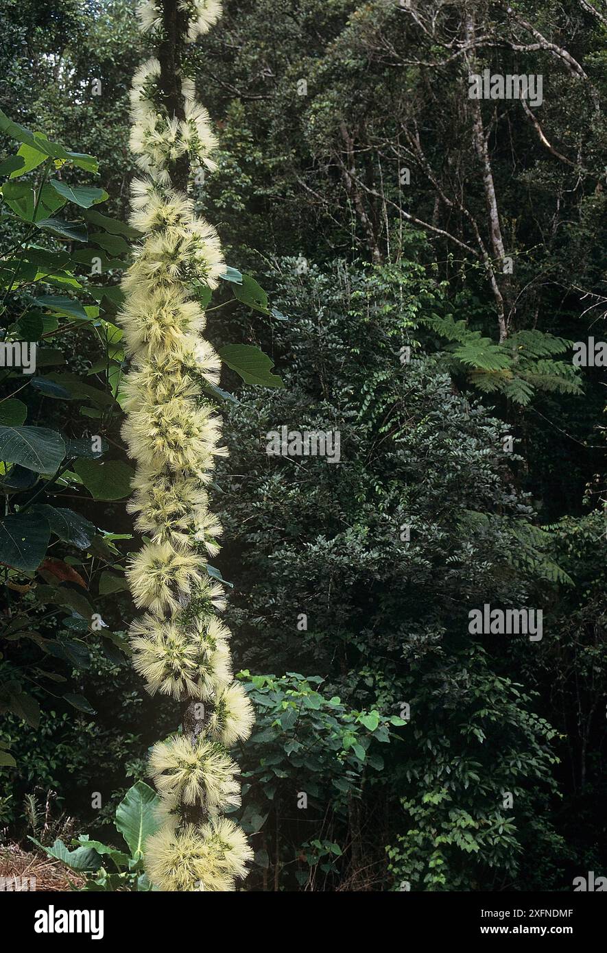 Scarlet bean (Archidendron ramiflorum) flowers, Daintree River National ...