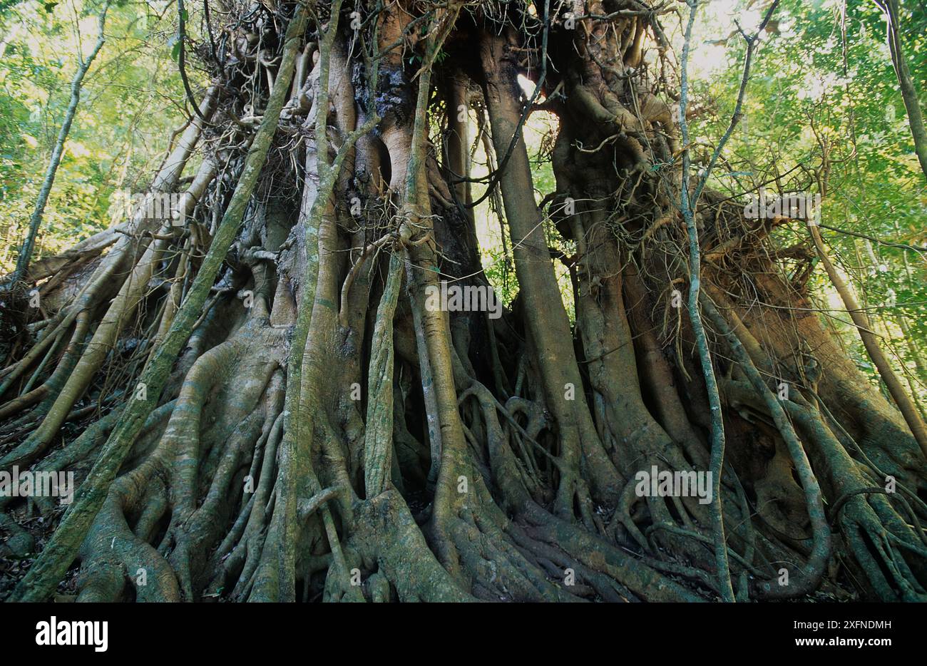 Curtain fig (Ficus microcarpa), Curtain Fig National Park, Wet Tropics ...