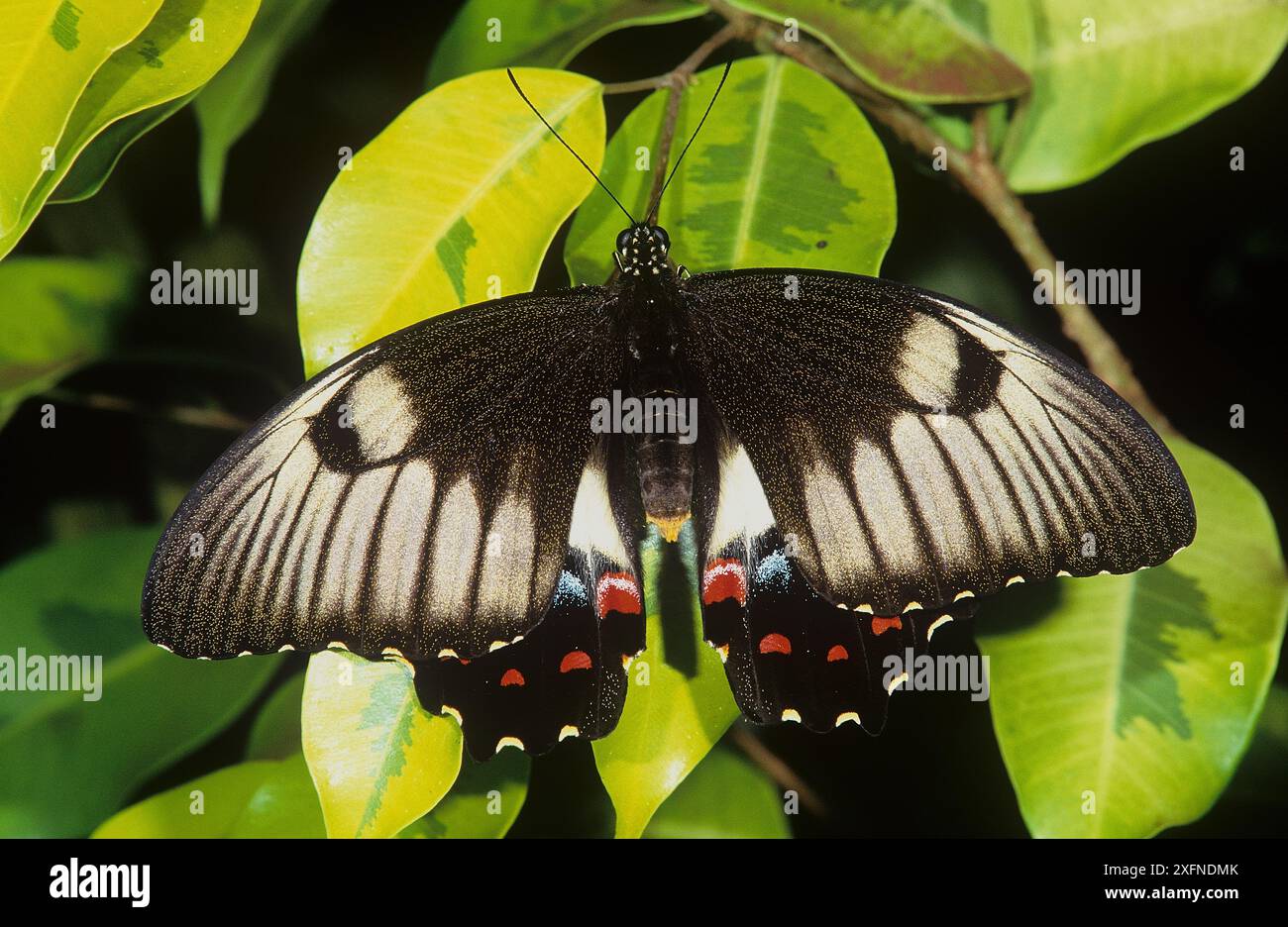 Orchard butterfly (Papilio aegeus subsp. aegeus), Lake Barrine, Crater ...