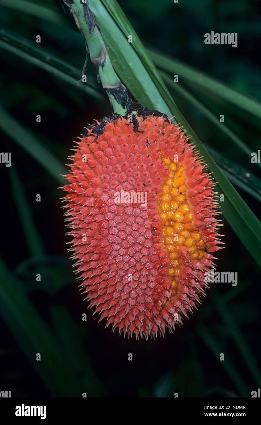 Urchin-fruited pandan (Pandanus monticola) fruit, Cape Tribulation ...