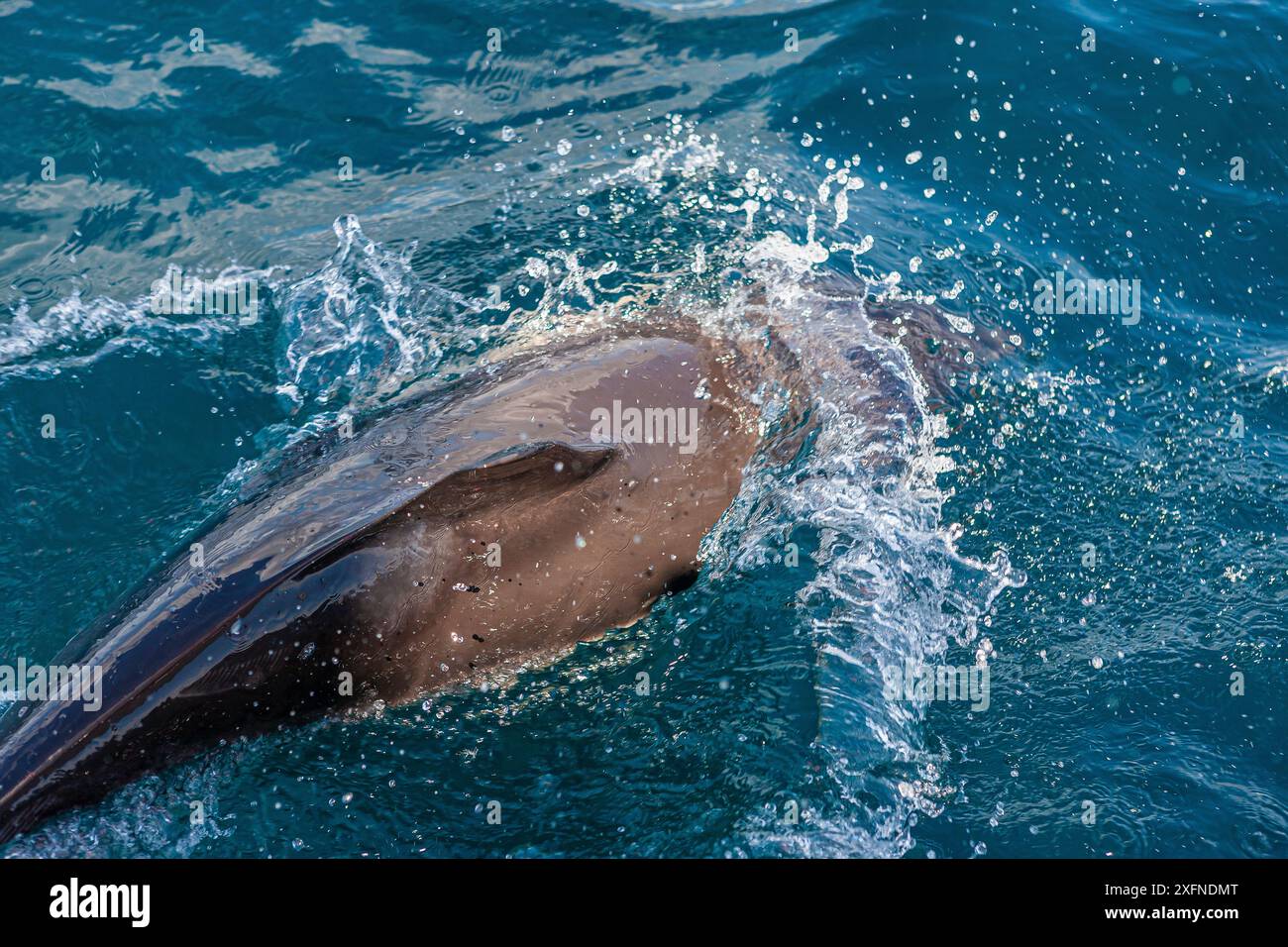 Common dolphin (Delphinus delphis) swimming next to a yacht in Mounts ...