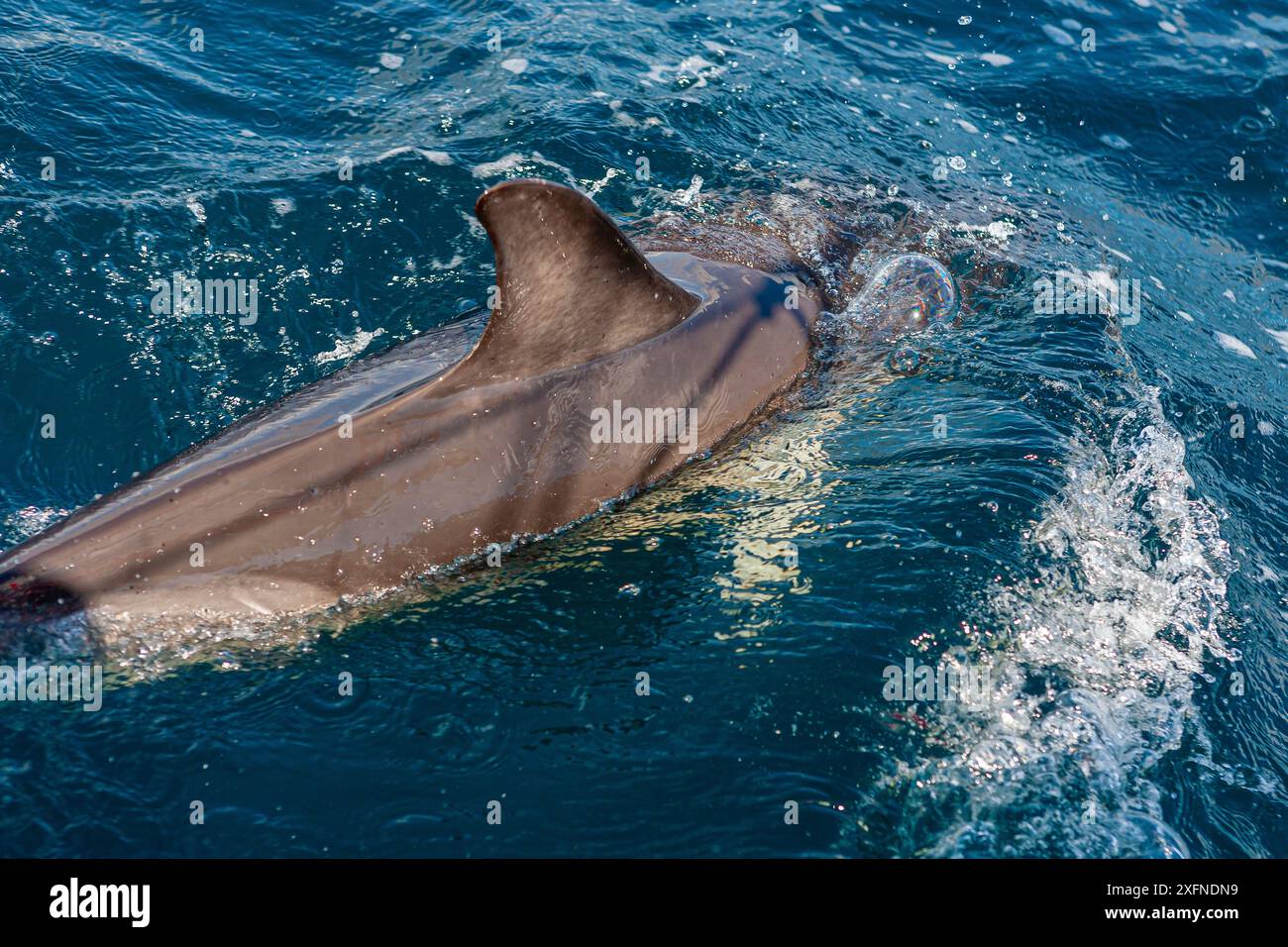 Common dolphin (Delphinus delphis) swimming next to a yacht in Mounts ...