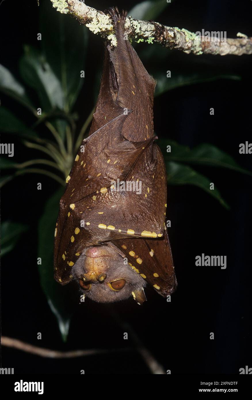 Eastern tube-nosed bat (Nyctimene robinsoni), Hinchingbrook Island ...