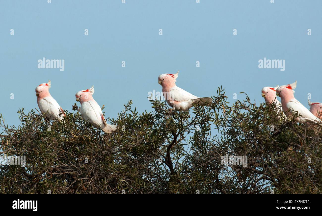 Major Mitchell's cockatoo (Cacatua leadbeateri) flock, Willandra Lakes ...