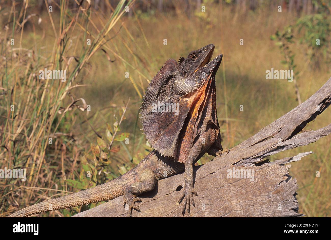 Frill necked lizard (Chlamydosaurus kingii) Girringun National Park ...