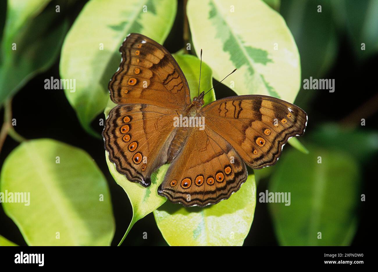 Brown soldier butterfly (Junonia hedonia subsp. zelima), Russell River ...