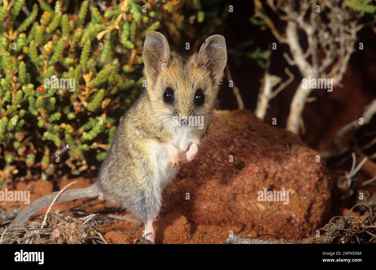 Fat-tailed dunnart (Sminthopsis crassicaudata) Willandra Lakes UNESCO ...
