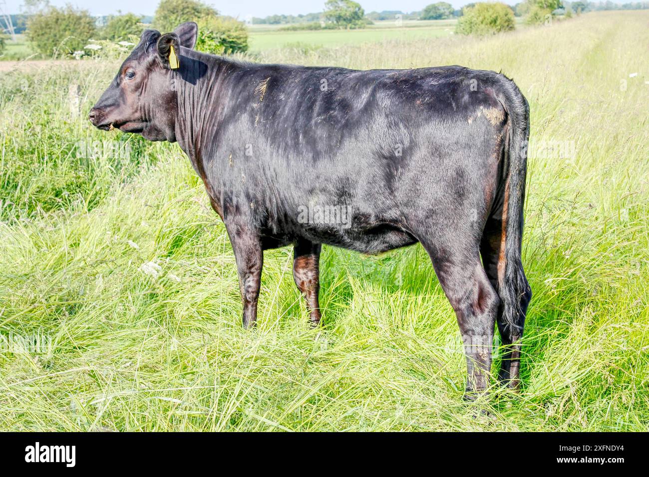 Bull in north yorkshire field hi-res stock photography and images - Alamy