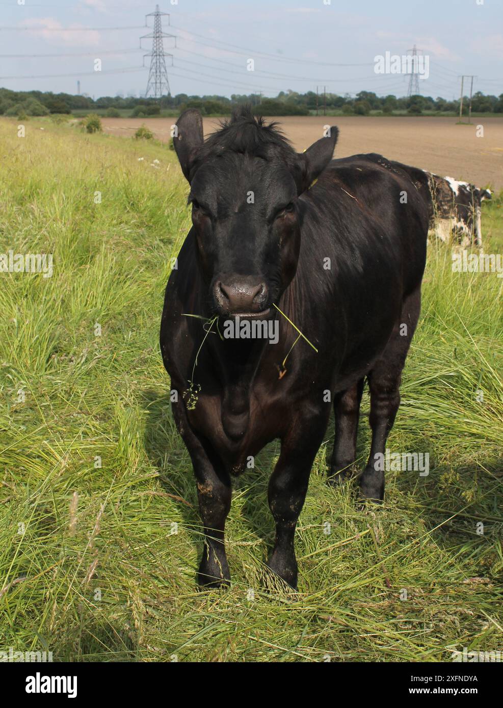 Bull in north yorkshire field hi-res stock photography and images - Alamy