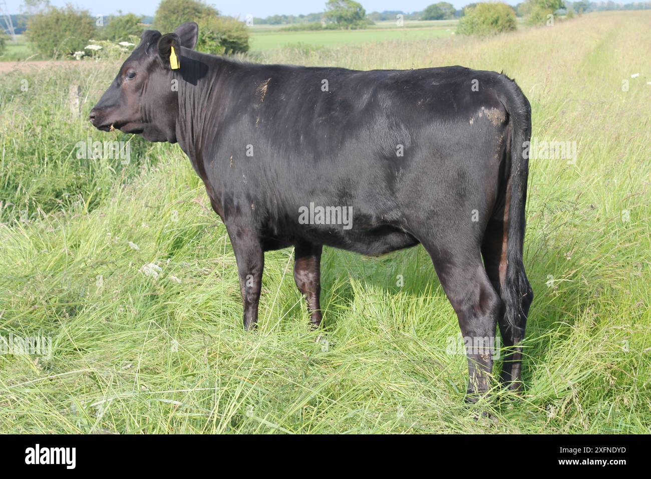 Bull in north yorkshire field hi-res stock photography and images - Alamy