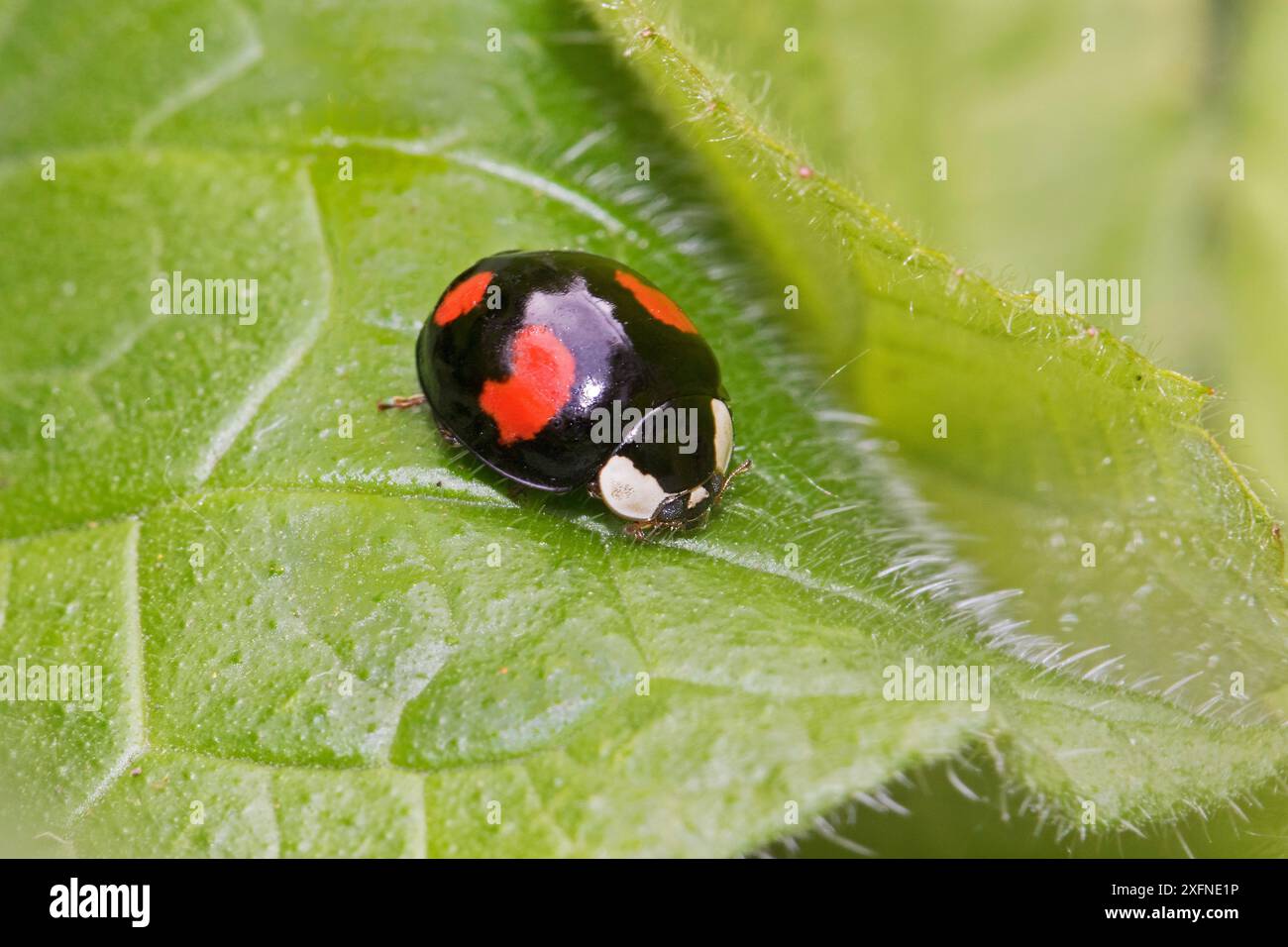 Harlequin ladybird (Harmonia axyridis) Beverley Court Gardens, London ...