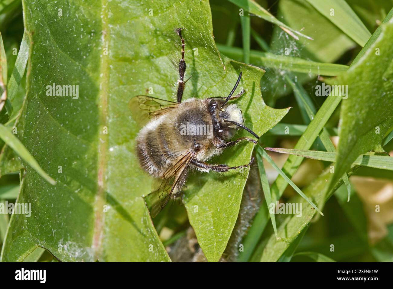 Hairy-footed flower bee (Anthophora plumipes) pale form Beverley Court ...