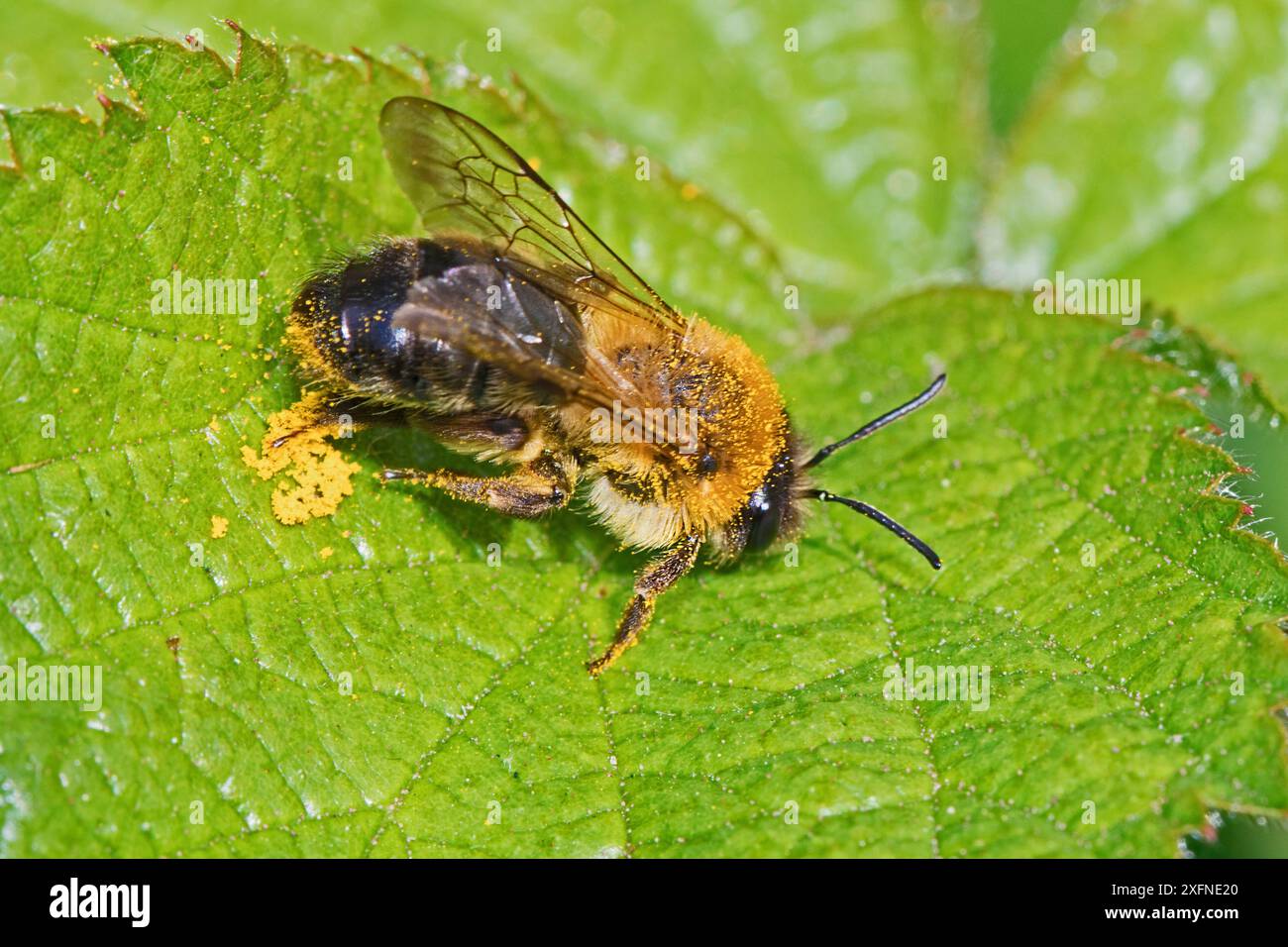 Early mining bee (Andrena haemorrhoa) male wiping pollen grains off leg ...
