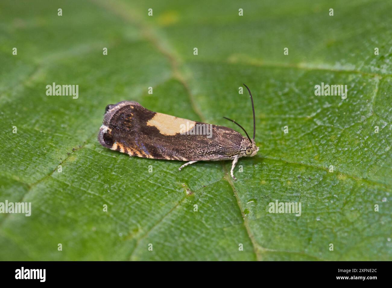 Micro-moth (Pammene regiana) Warwick Gardens, Peckham, London, England ...