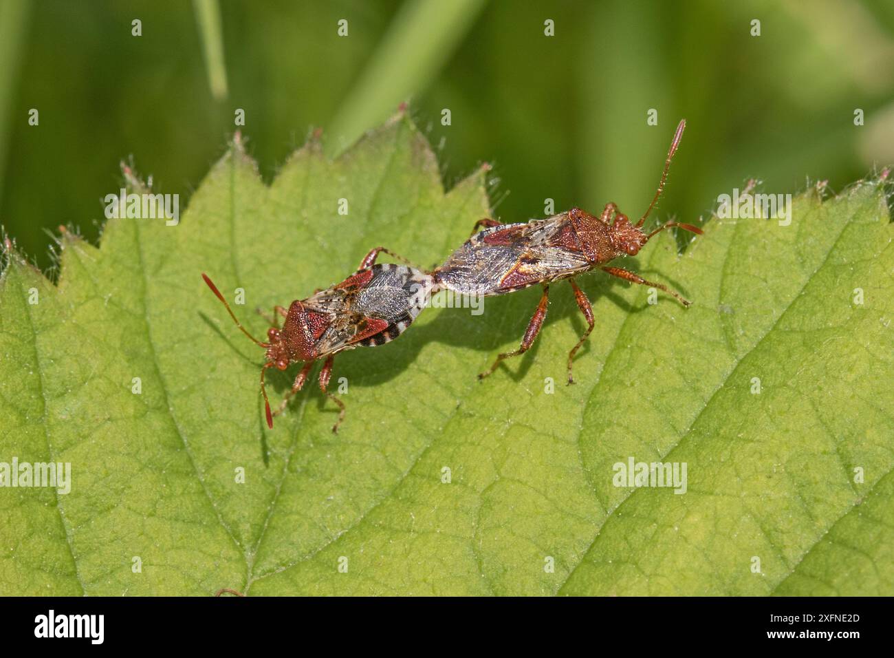 Rhopalid bugs (Rhopalus subrufus) mating pair, Brockley Cemetery ...