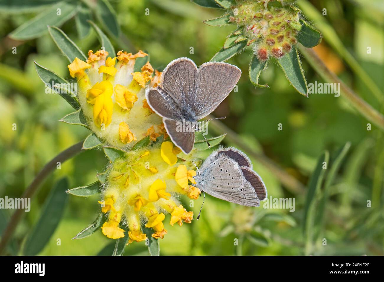 Small blue butterfly (Cupido minimus) male hoping to mate with female ...