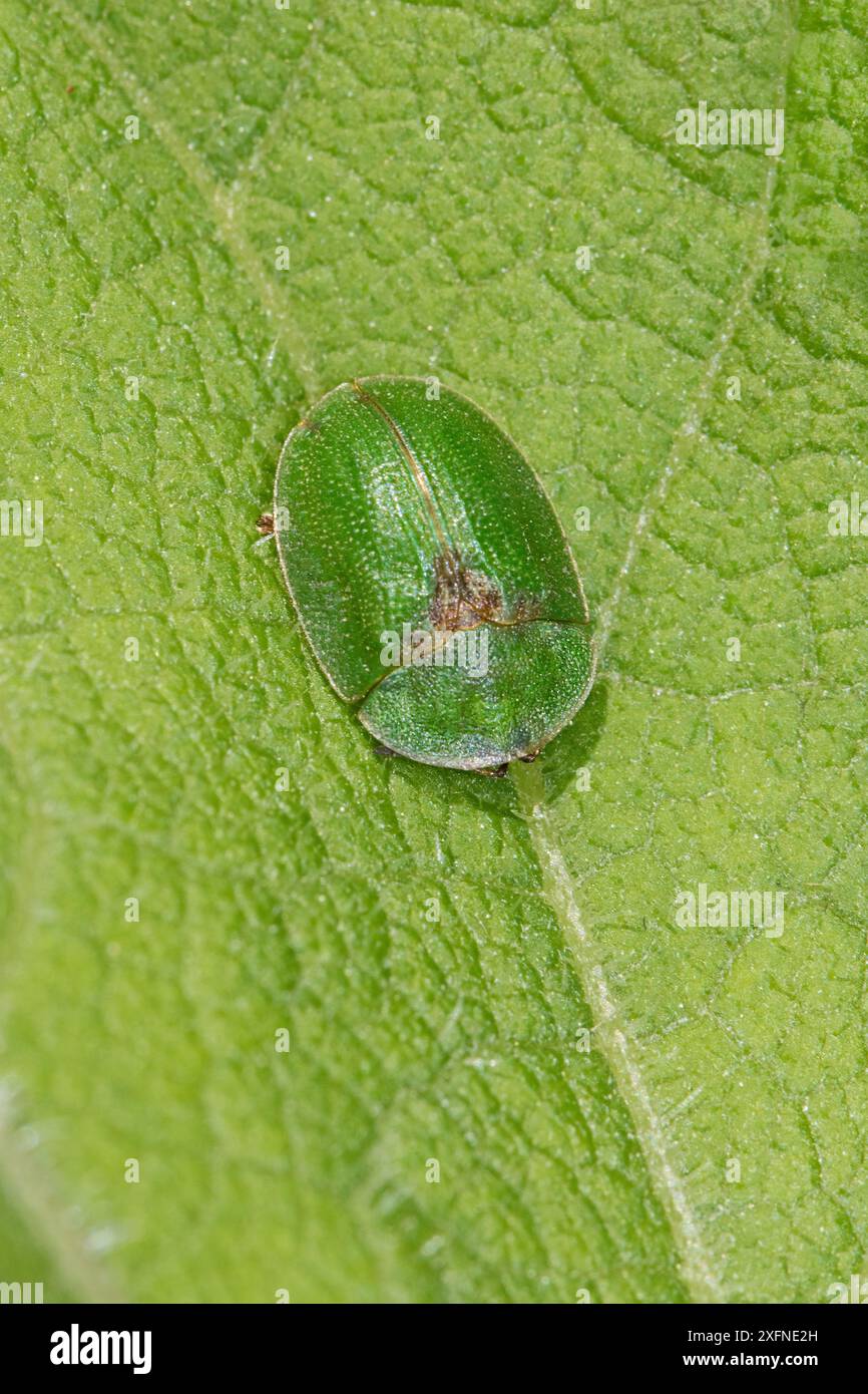 Tortoise Beetle (Cassida rubiginosa) Warwick Gardens, Peckham, London ...