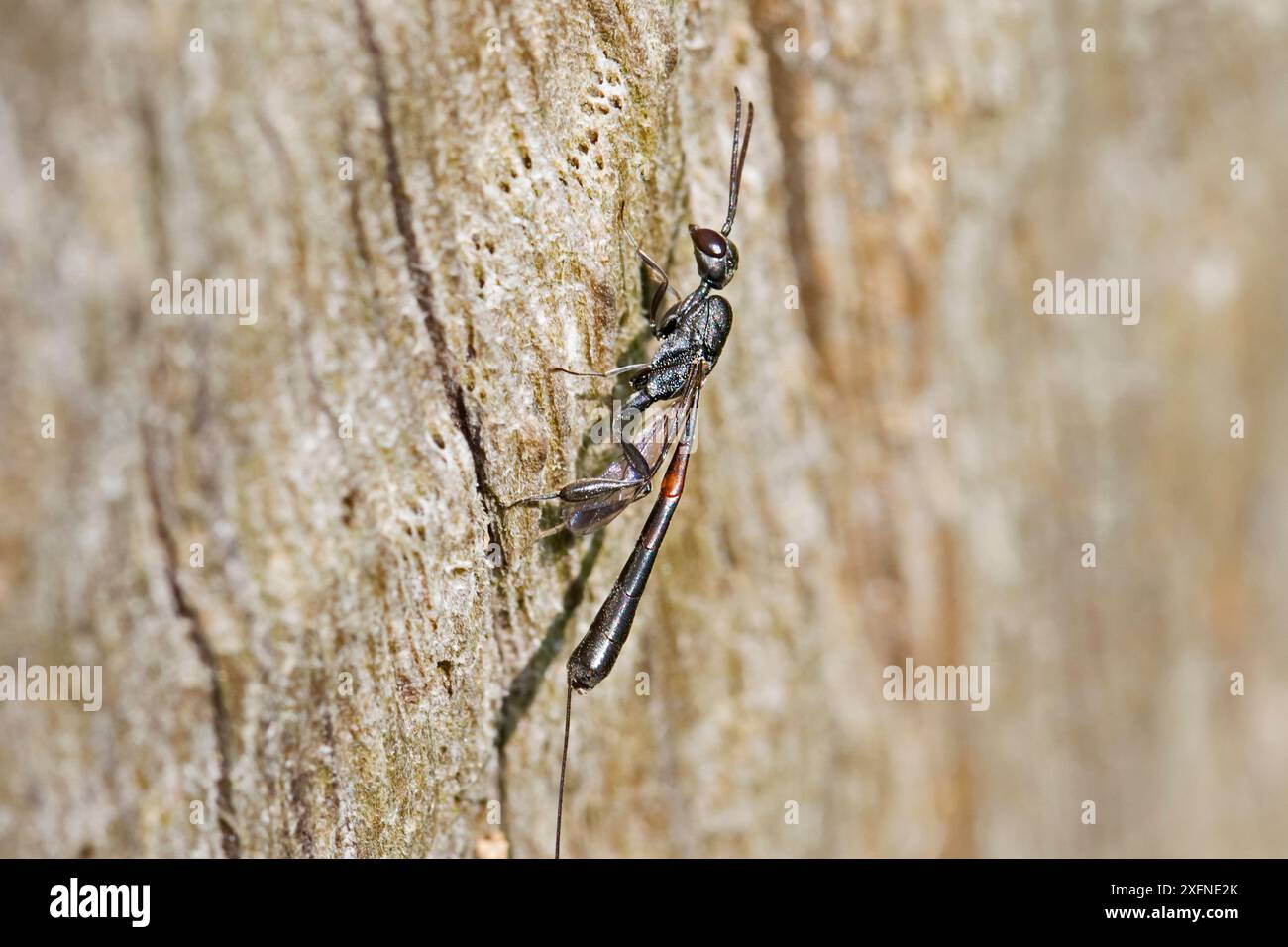 Parasitic wasp (Gasteruption jaculator) on a tree trunk in Warwick ...