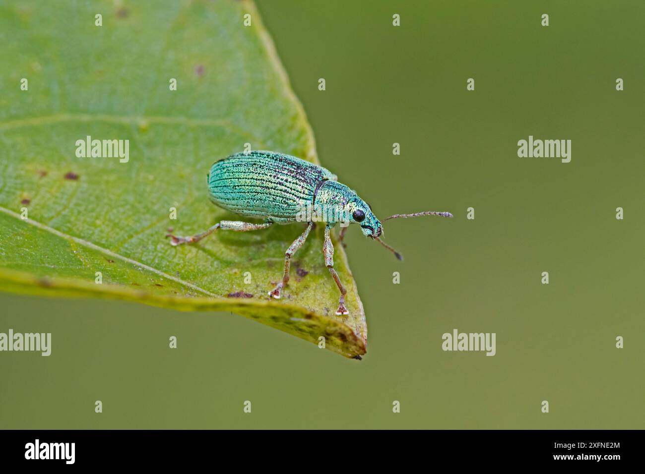 Green leaf weevil (Phyllobius Sp) Warwick Gardens, Peckham, London, UK ...