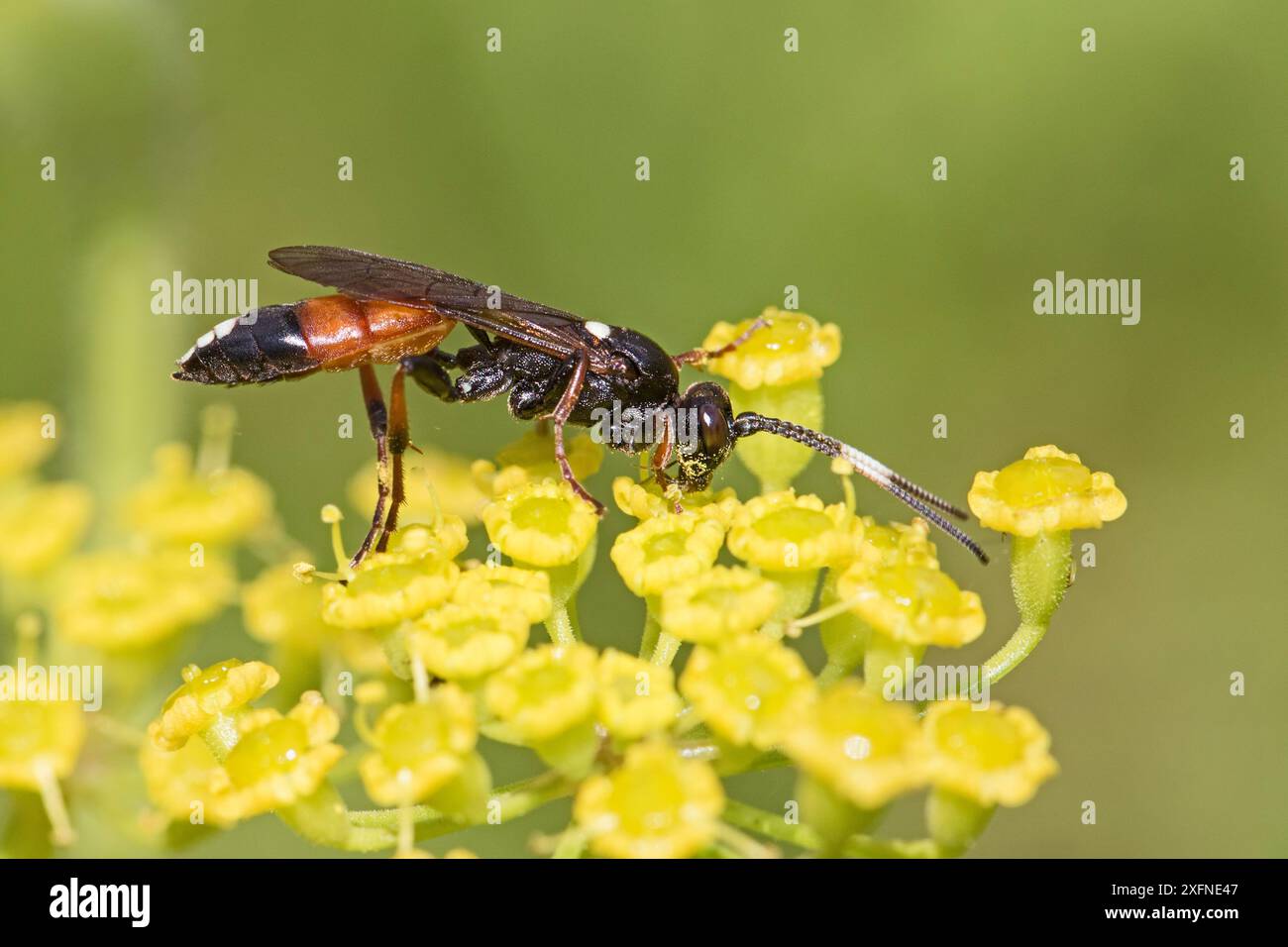 Ichneumon wasp (Ichneumon suspiciosus) Hutchinson's Bank, New Addington ...